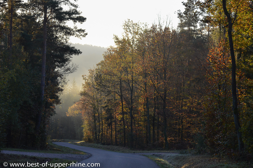 Autumn and its golden landscapes along the Alsace Wine Route and the ...