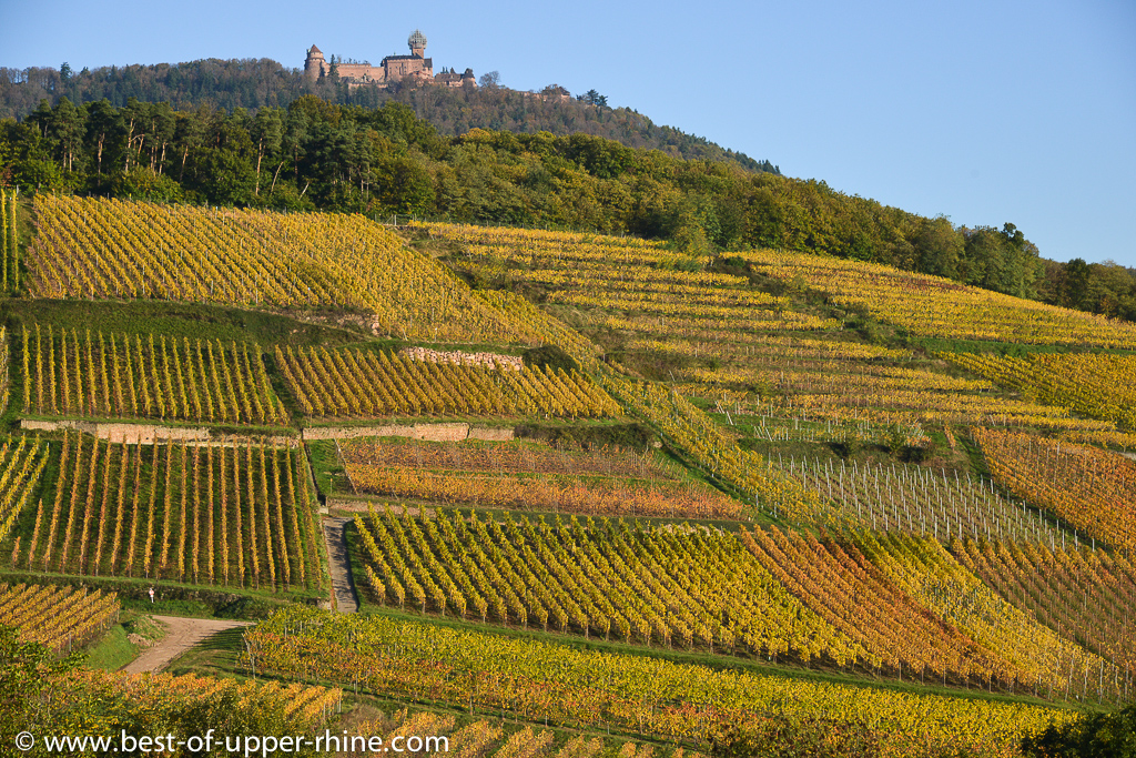 Golden landscapes along the Alsace Wine Route – a small picture gallery ...