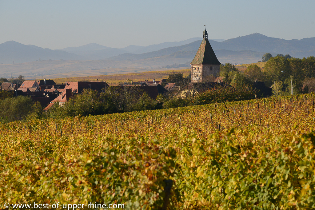 Golden landscapes along the Alsace Wine Route – a small picture gallery ...