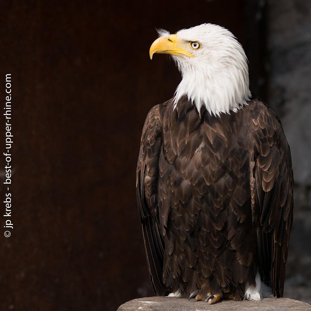 Flying with the eagles at Kintzheim castle | Best of Upper Rhine