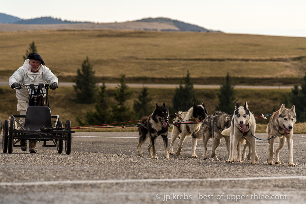 WW1 in Alsace and Vosges – Secret search for sled dogs : Code name ...