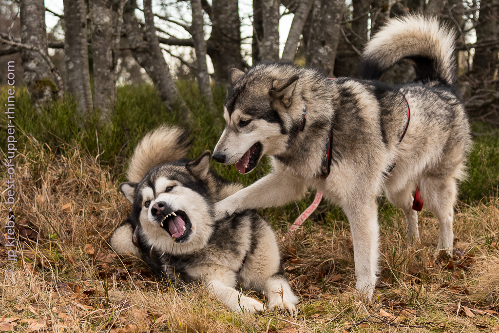 WW1 in Alsace and Vosges – Secret search for sled dogs : Code name ...
