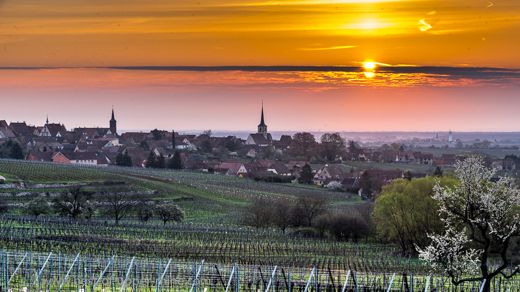 Alsace Wine Route : open wine cellars in Mittelbergheim | Best of Upper ...