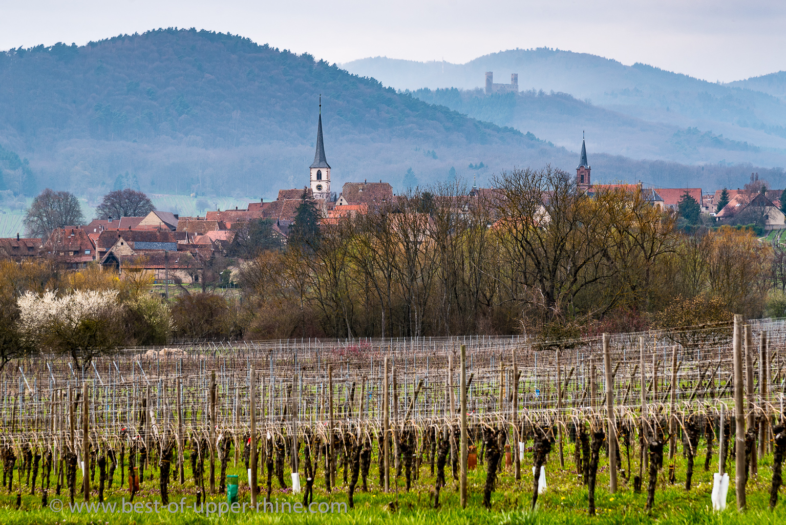 Mittelbergheim au printemps, dominé par le château-fort d'Andlau ...